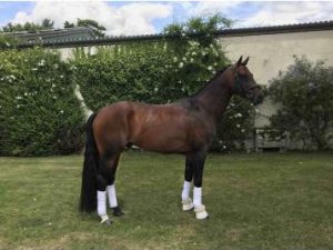 Tomlinson Equine - For All your Equine Reproduction & Veterinary Needs