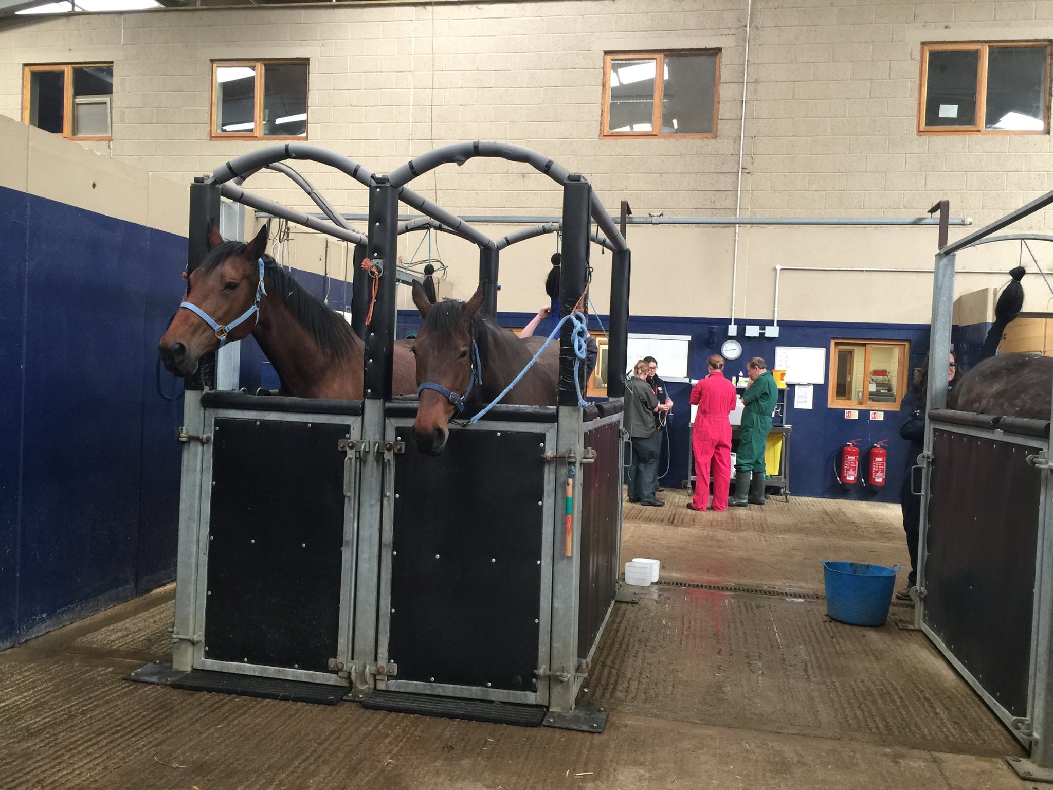 OPU – Tomlinson Equine