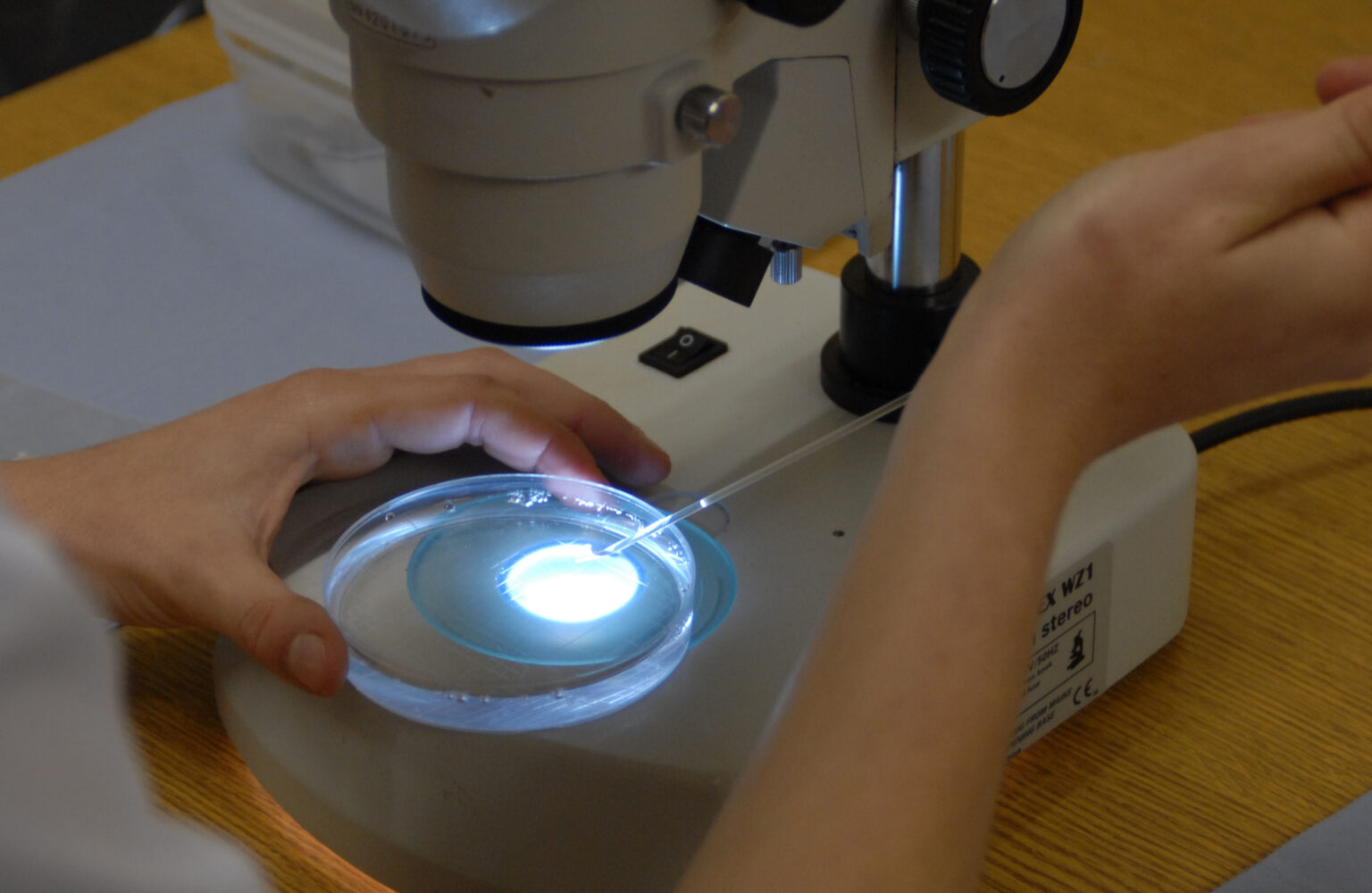 OPU – Tomlinson Equine