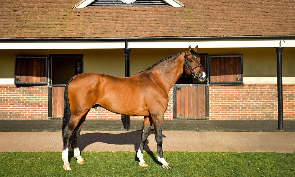 Sport Horse Stallions – Tomlinson Equine